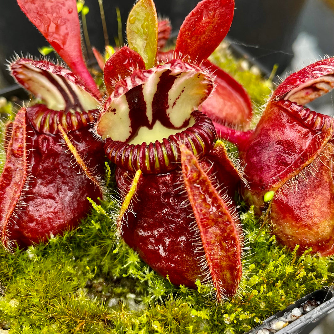 Hewitt Cooper Carnivorous Plants – Hewitt-Cooper Carnivorous Plants