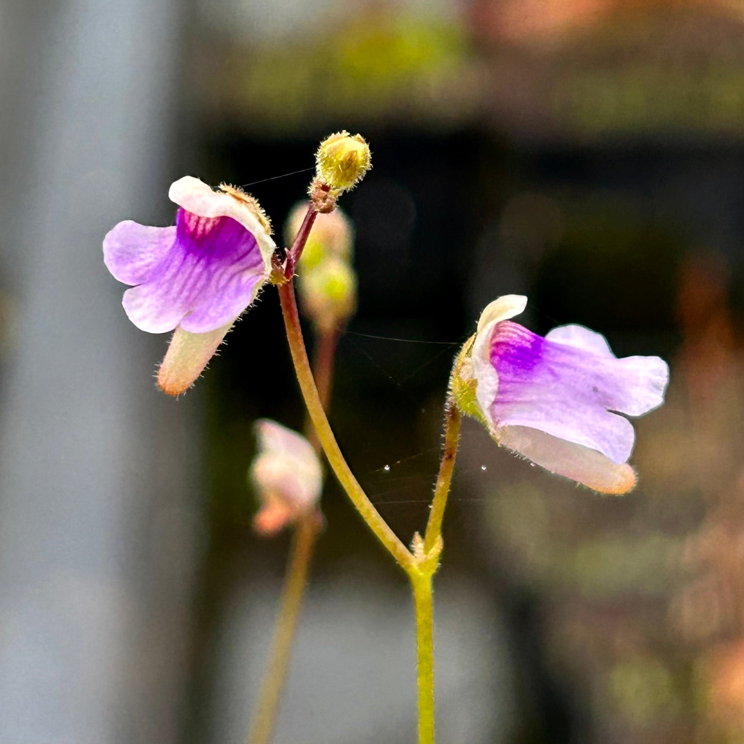 GENLISEA – Hewitt-Cooper Carnivorous Plants