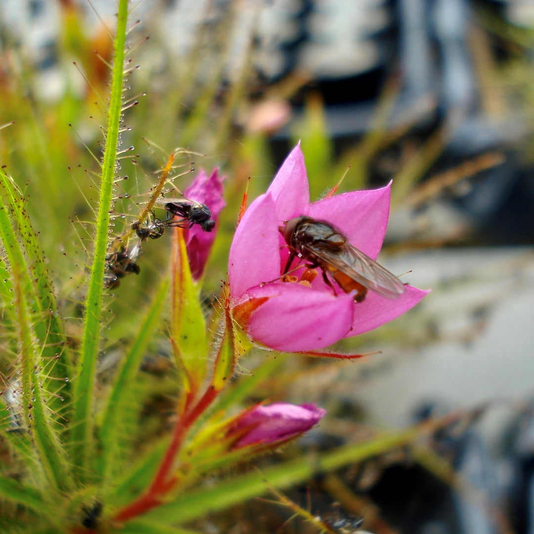 RORIDULA – Hewitt-Cooper Carnivorous Plants