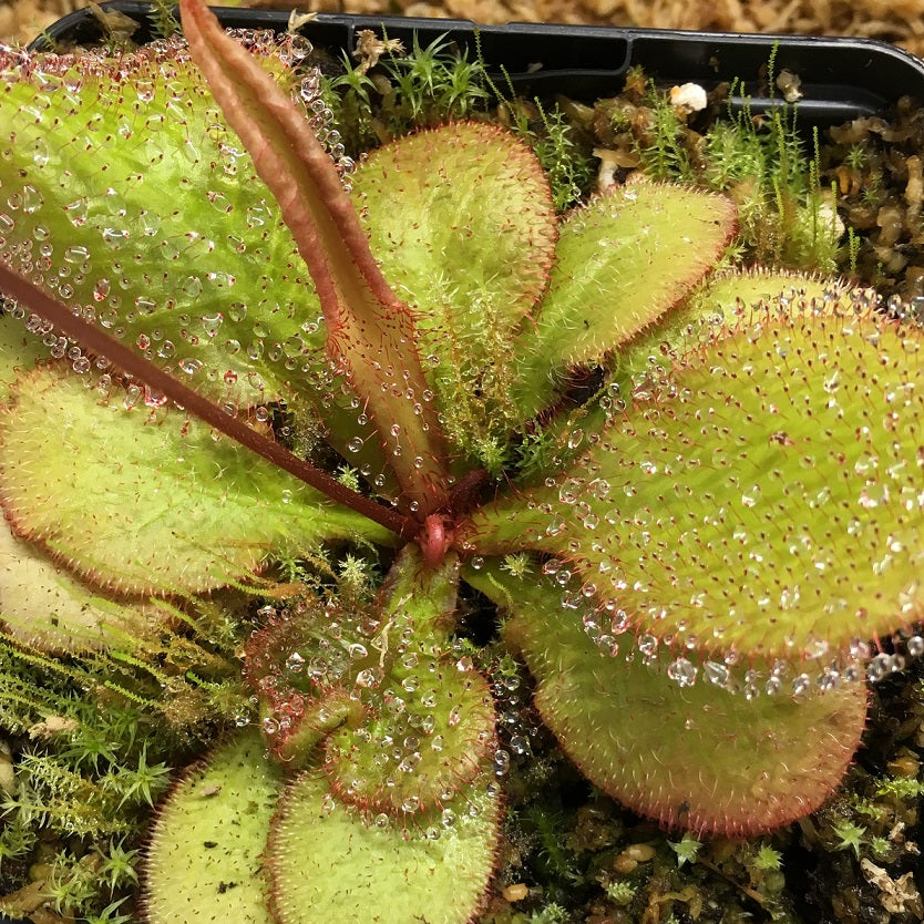 DROSERA - TROPICAL SPECIES – Hewitt-Cooper Carnivorous Plants