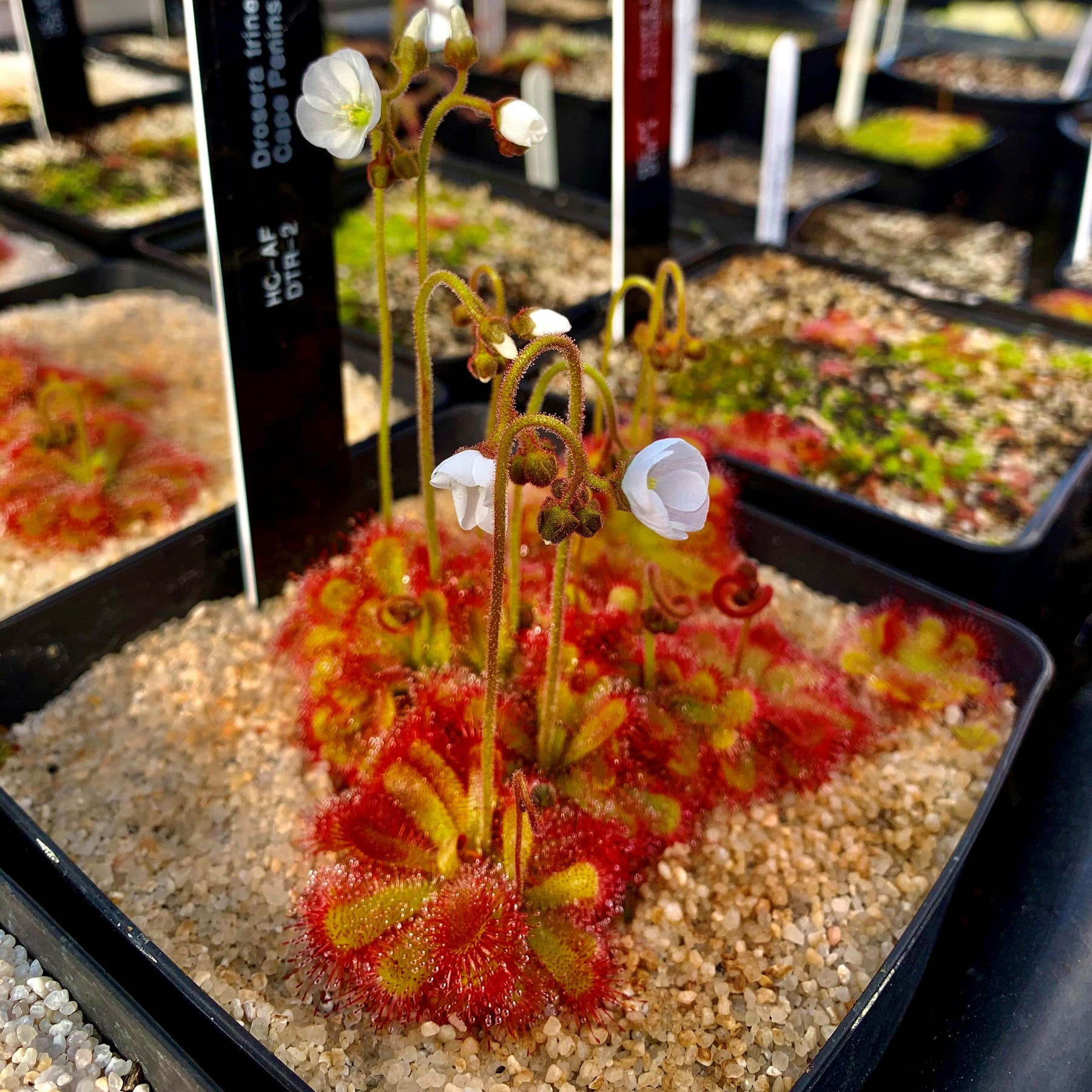 DROSERA – Hewitt-Cooper Carnivorous Plants