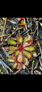 Drosera hamiltonii - Australia – Hewitt-Cooper Carnivorous Plants