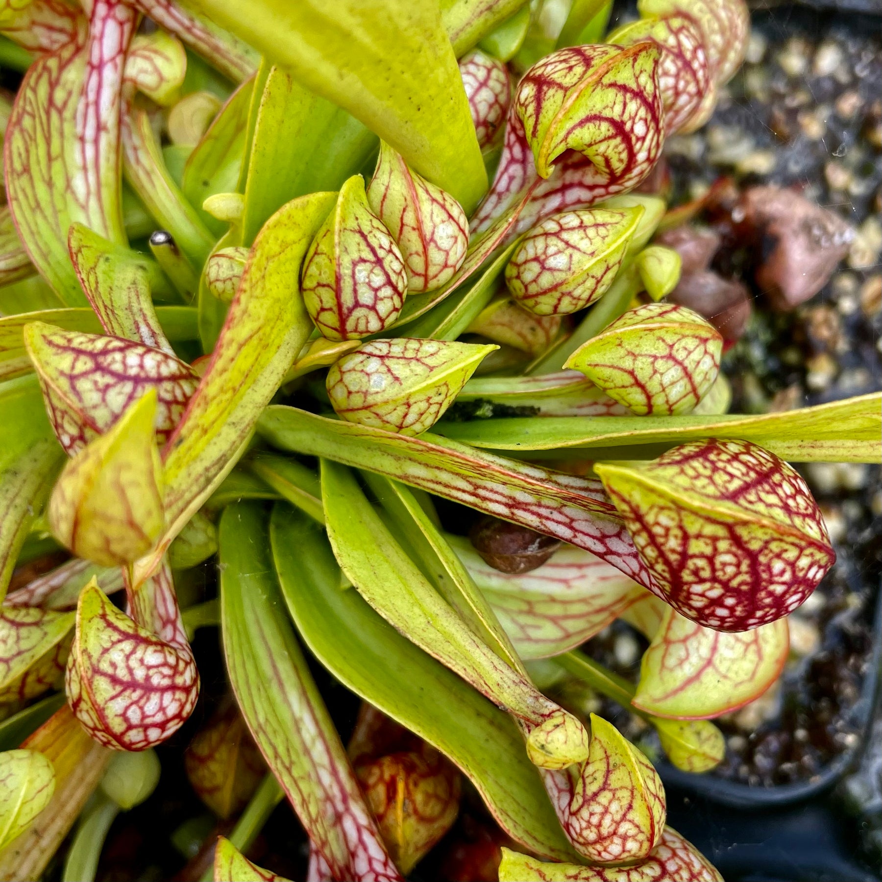 SARRACENIA PSITTACINA - THE PARROT PITCHER – Hewitt-Cooper Carnivorous ...
