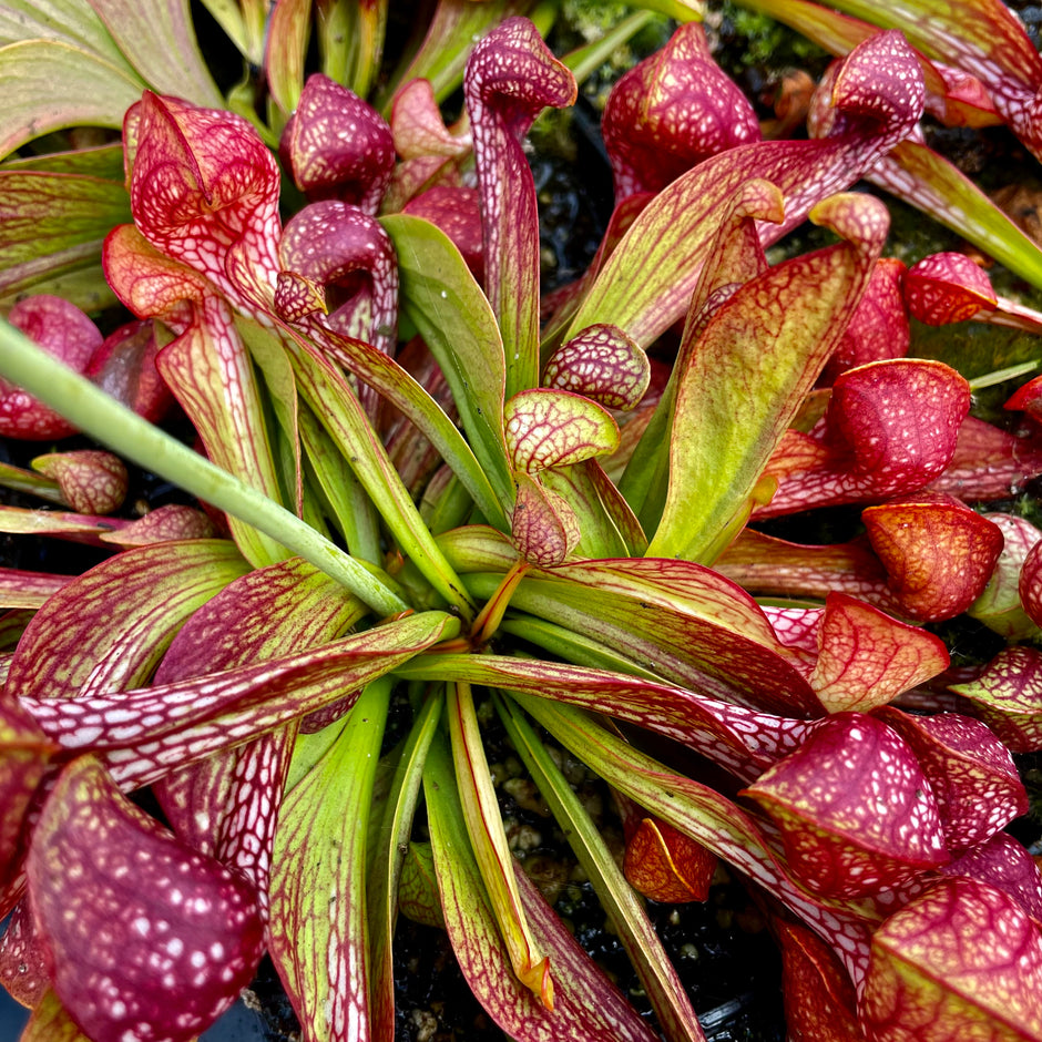 SARRACENIA PSITTACINA - THE PARROT PITCHER – Hewitt-Cooper Carnivorous ...