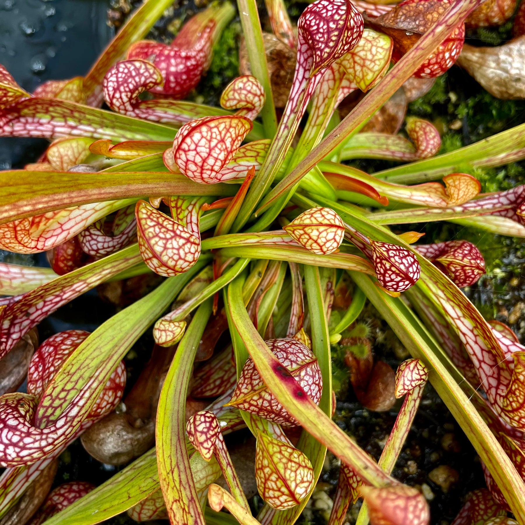 SARRACENIA PSITTACINA - THE PARROT PITCHER – Hewitt-Cooper Carnivorous ...