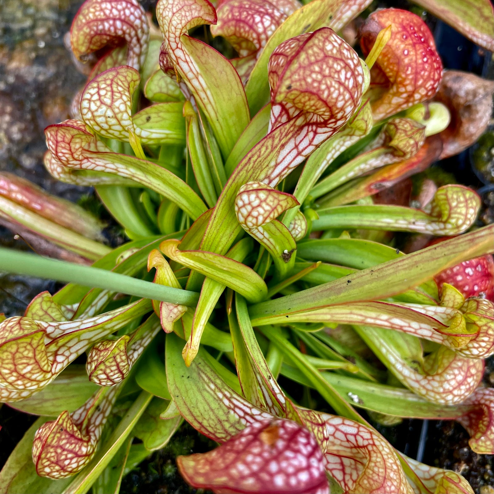 SARRACENIA PSITTACINA - THE PARROT PITCHER – Hewitt-Cooper Carnivorous ...