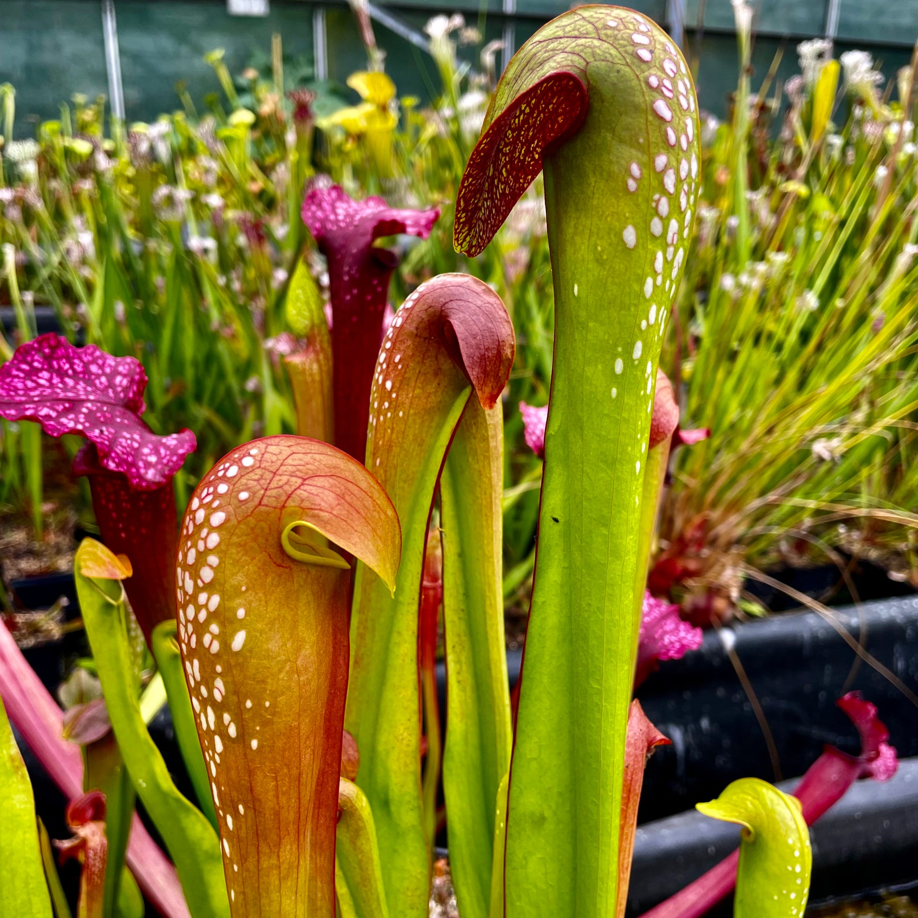 SARRACENIA MINOR - THE HOODED PITCHER – Hewitt-Cooper Carnivorous Plants