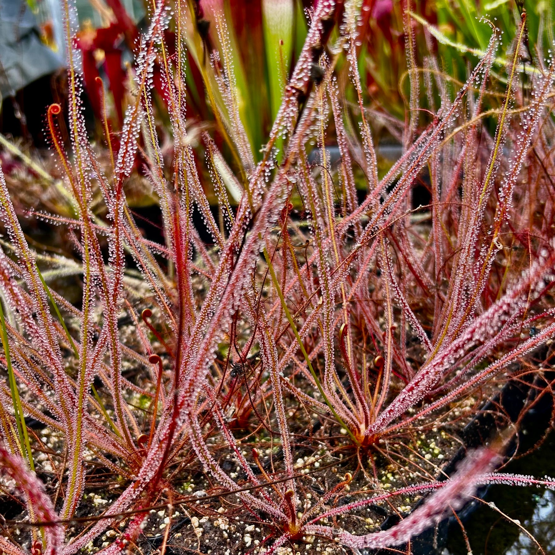 DROSERA - TEMPERATE SPECIES – Hewitt-Cooper Carnivorous Plants