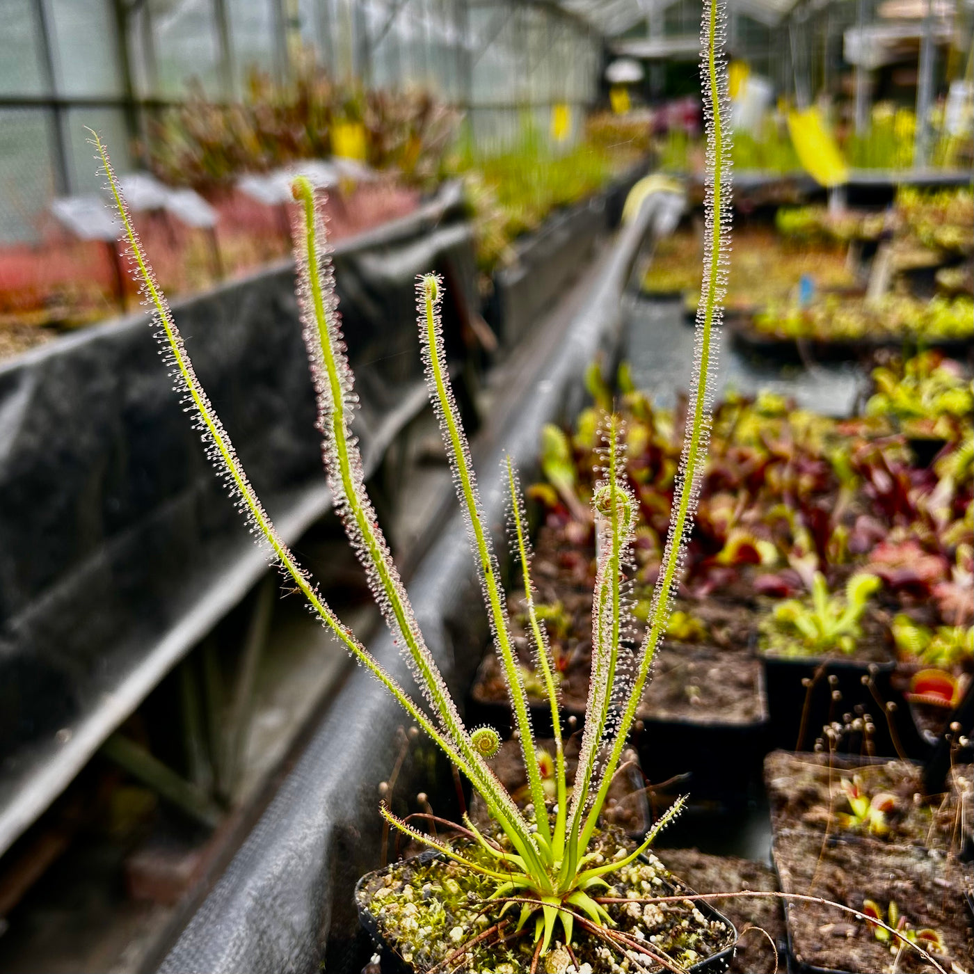 Drosera filiformis var. filiformis - Florida Giant – Hewitt-Cooper ...