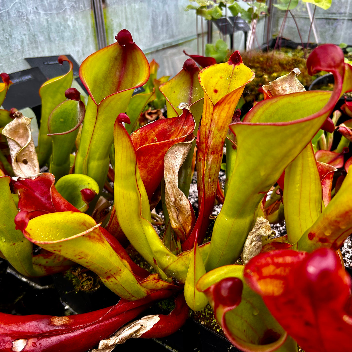 Heliamphora ‘Cyclops’ HXX-5 – Hewitt-Cooper Carnivorous Plants