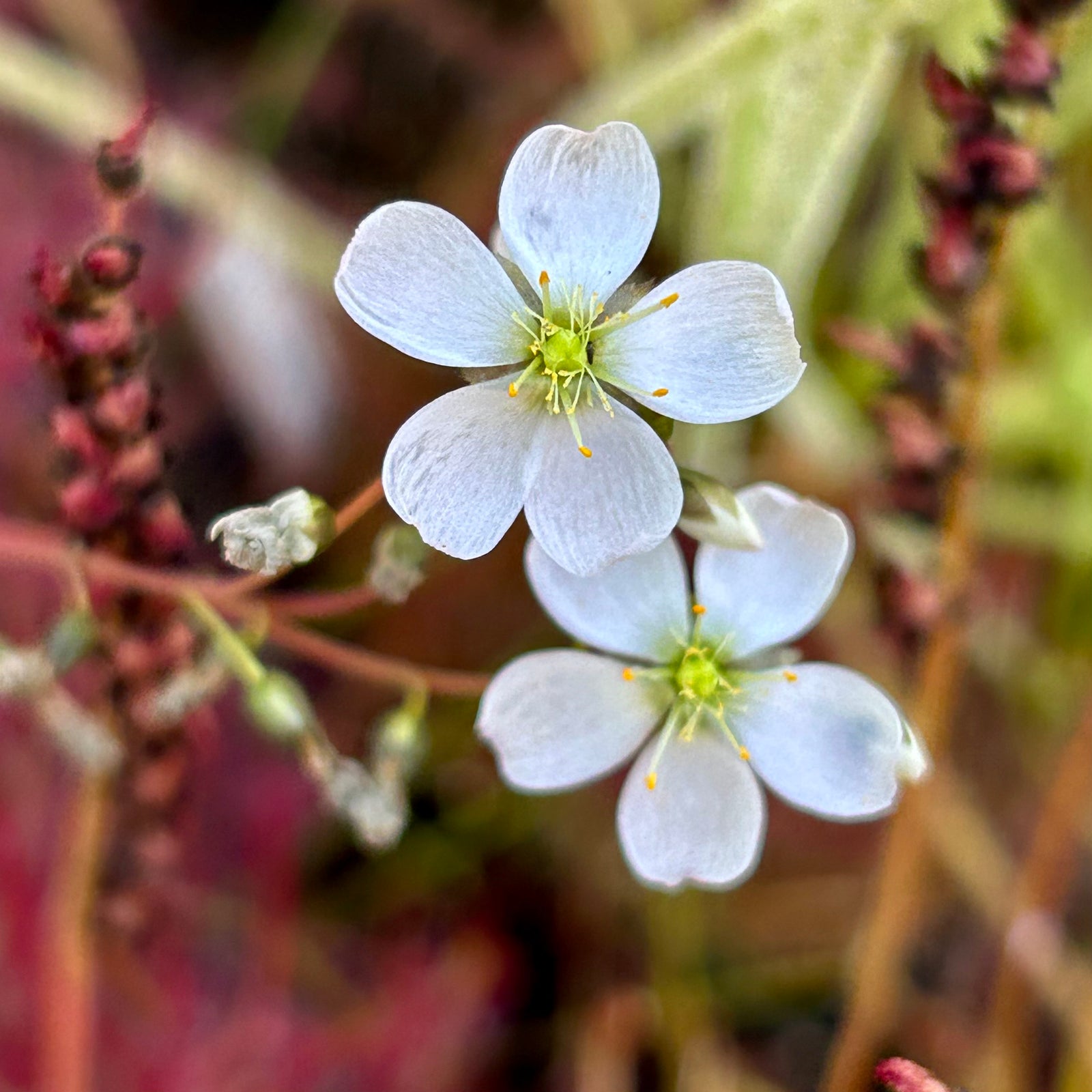 Drosera binata var. multifida - Australia DBI-4 – Hewitt-Cooper ...