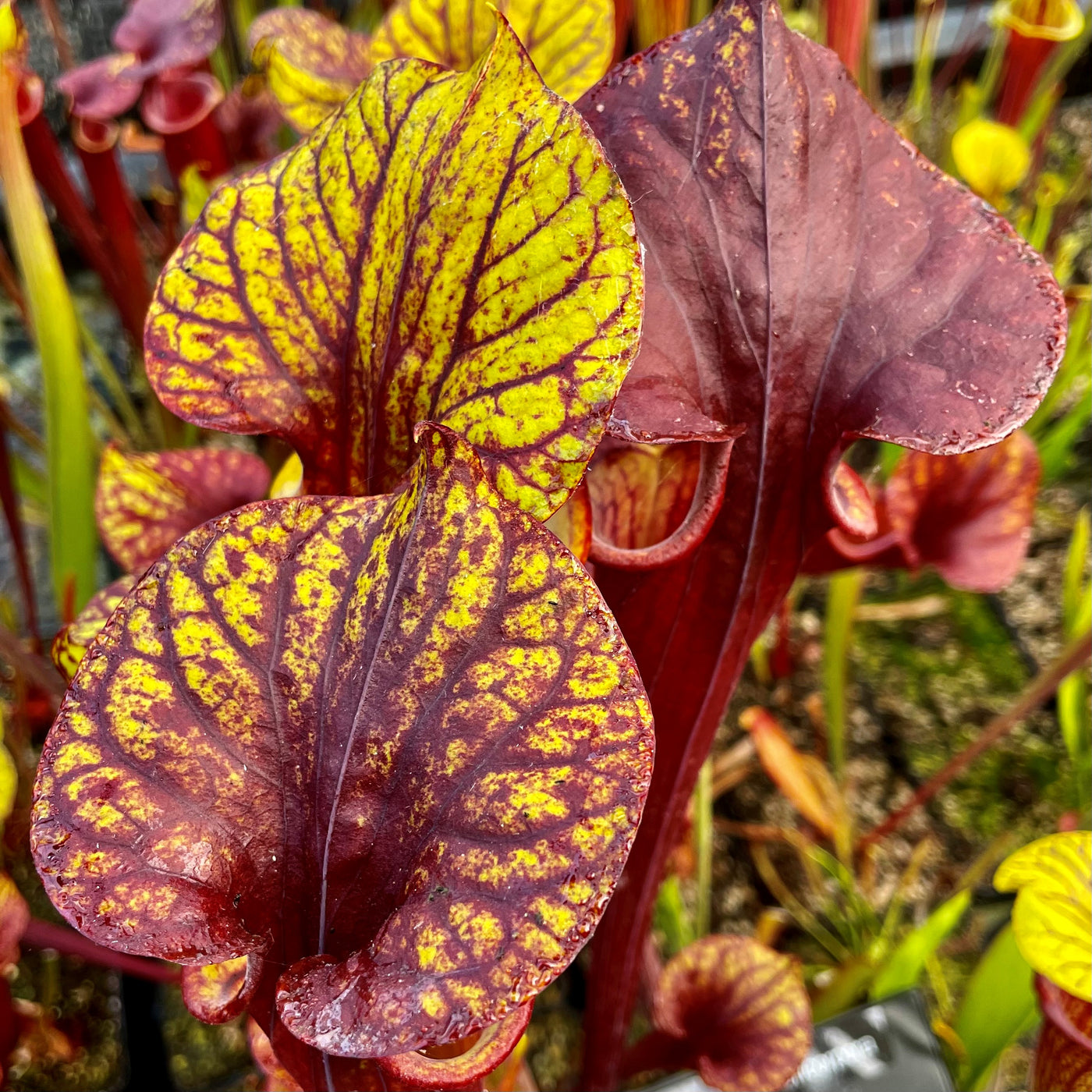 Sarracenia flava var. atropurpurea - Giant Maroon/Purple, Santa Rosa C ...