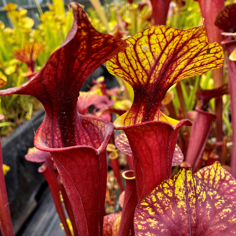 Sarracenia flava var. atropurpurea - Giant Maroon/Purple, Santa Rosa C ...