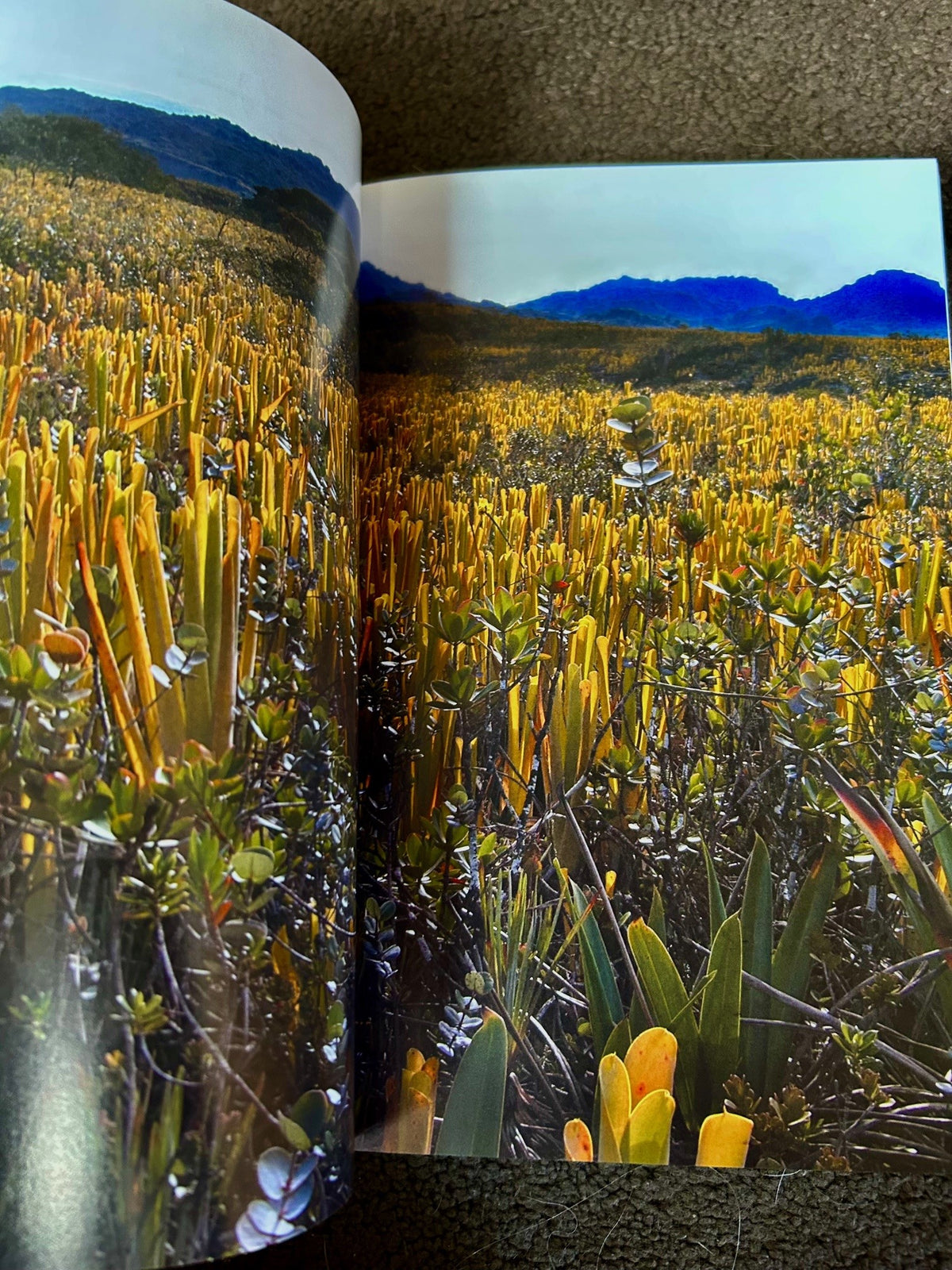 Pitcher Plants of the Americas, Stewart McPherson 2007 – Hewitt-Cooper ...