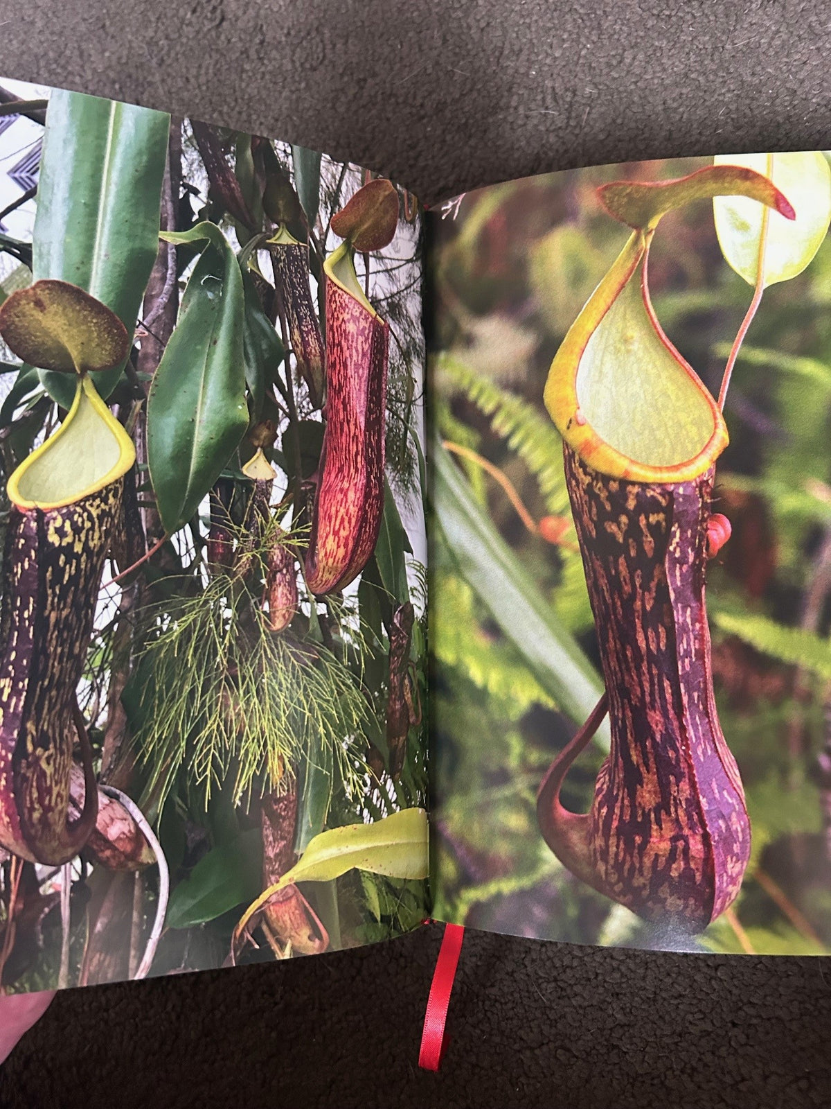 New Nepenthes Volume 2, Stewart McPherson 2022 – Hewitt-Cooper ...
