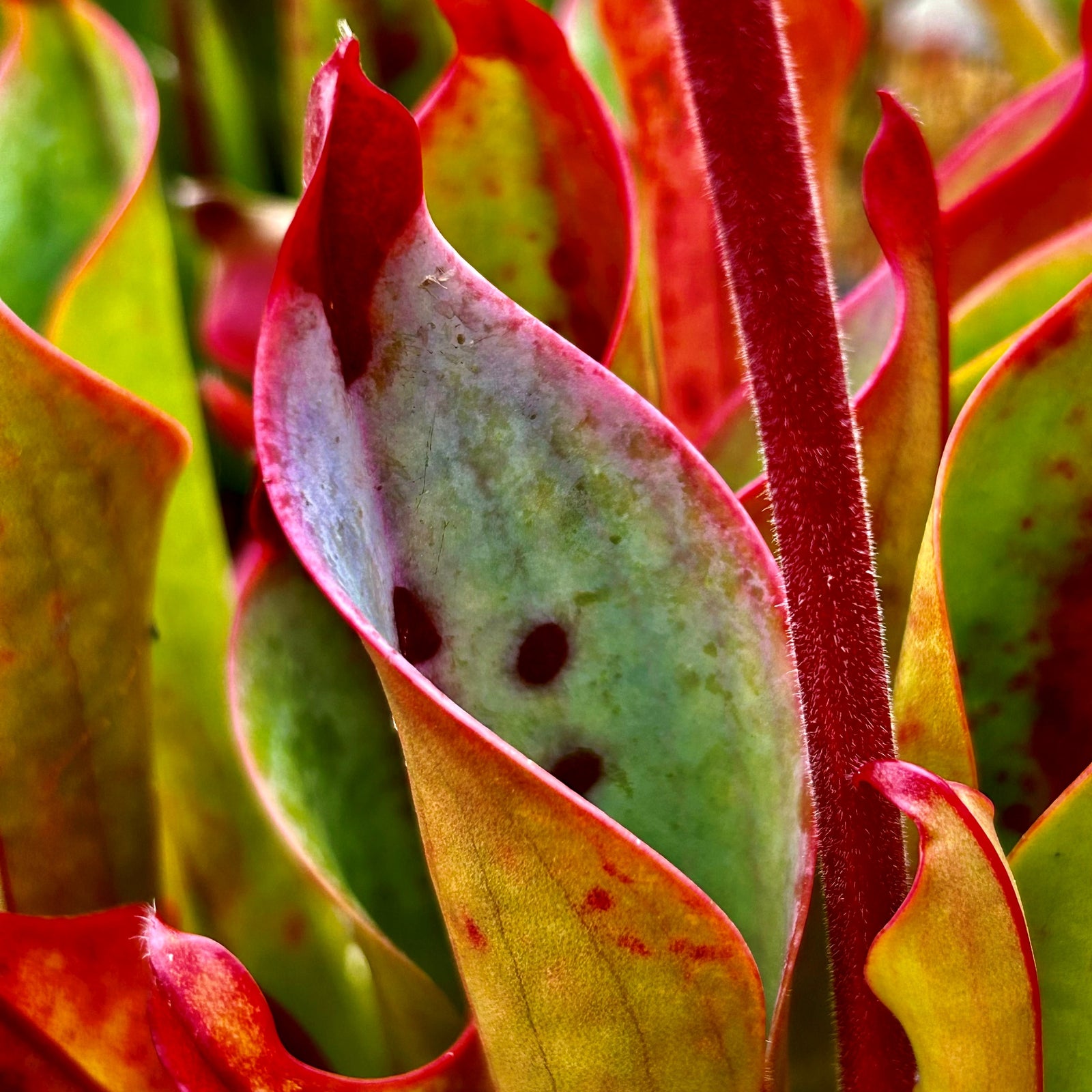 HELIAMPHORA – Hewitt-Cooper Carnivorous Plants