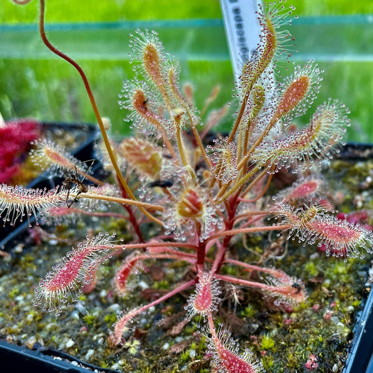 Drosera curvipes - South Africa – Hewitt-Cooper Carnivorous Plants