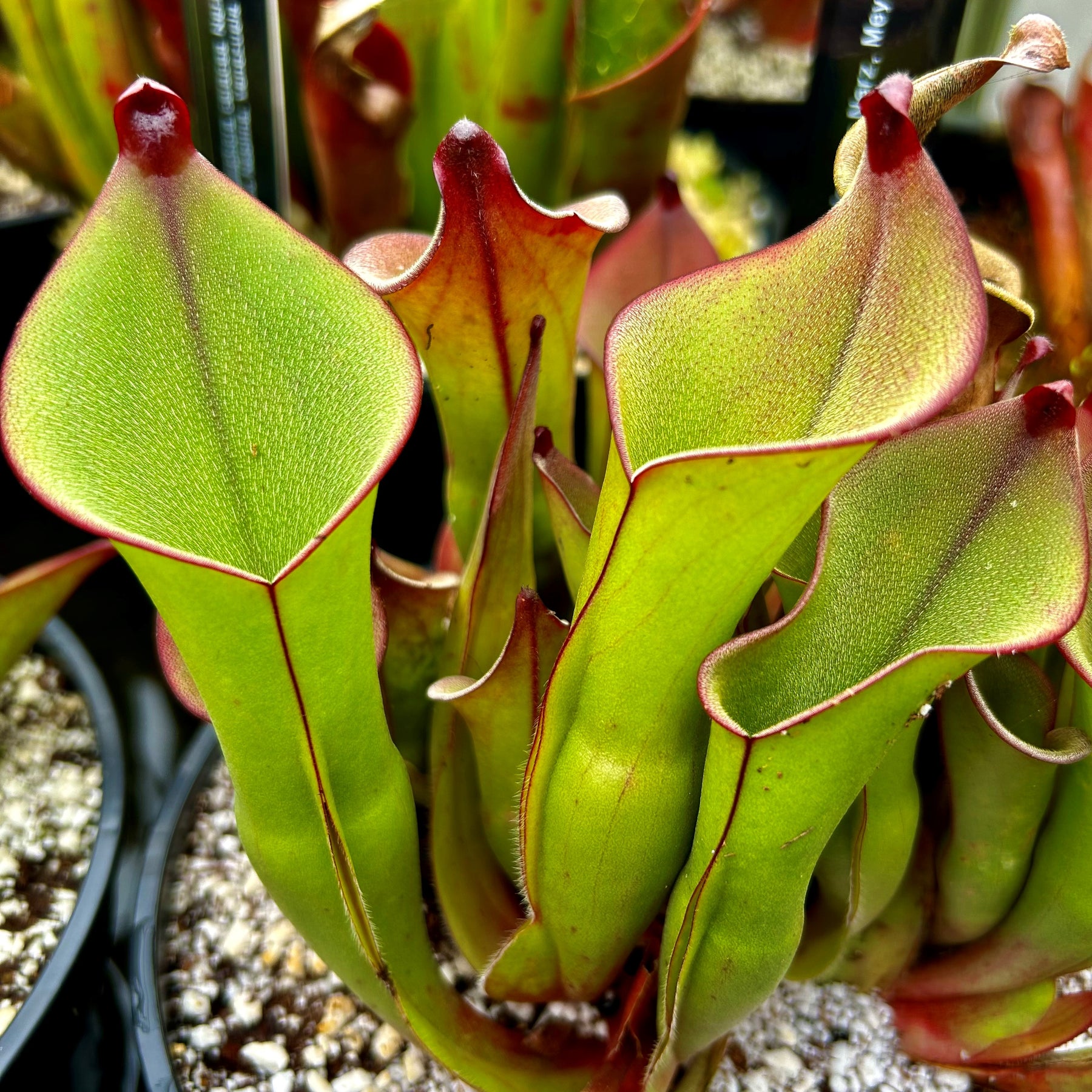 HELIAMPHORA – Hewitt-Cooper Carnivorous Plants