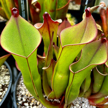 HELIAMPHORA – Hewitt-Cooper Carnivorous Plants