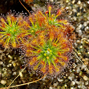 DROSERA - PYGMY SPECIES – Hewitt-Cooper Carnivorous Plants
