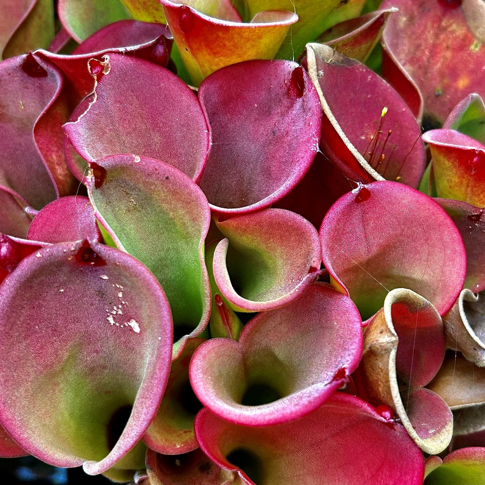 HELIAMPHORA – Hewitt-Cooper Carnivorous Plants