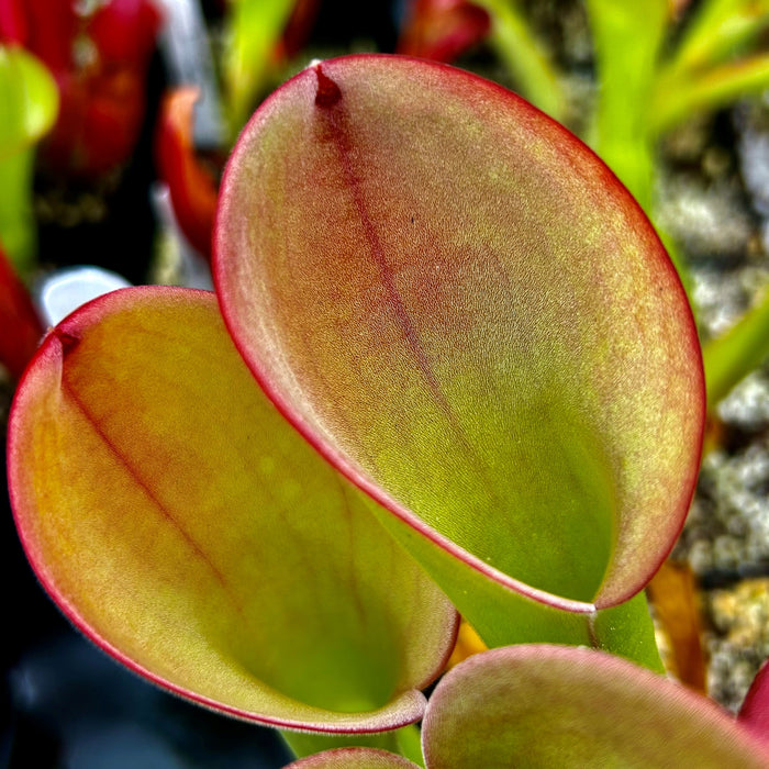 HELIAMPHORA – Hewitt-Cooper Carnivorous Plants
