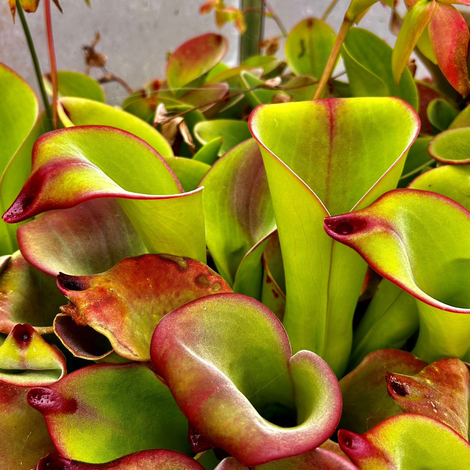 HELIAMPHORA – Hewitt-Cooper Carnivorous Plants