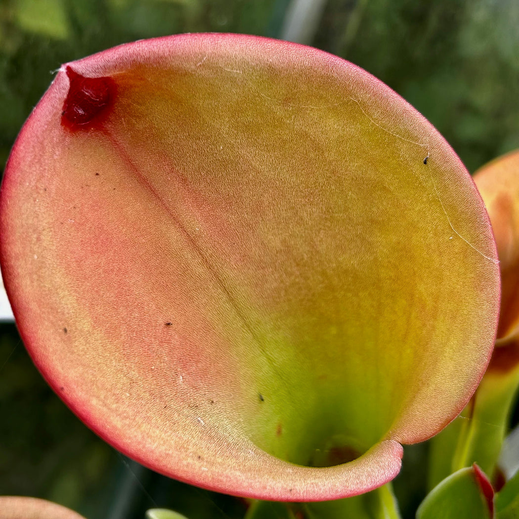 HELIAMPHORA – Hewitt-Cooper Carnivorous Plants