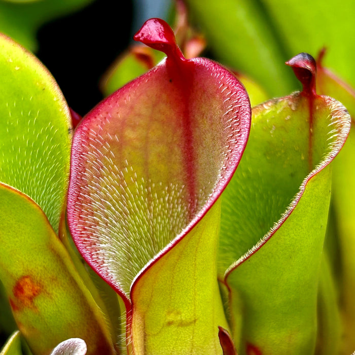 HELIAMPHORA – Hewitt-Cooper Carnivorous Plants