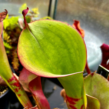 HELIAMPHORA – Hewitt-Cooper Carnivorous Plants