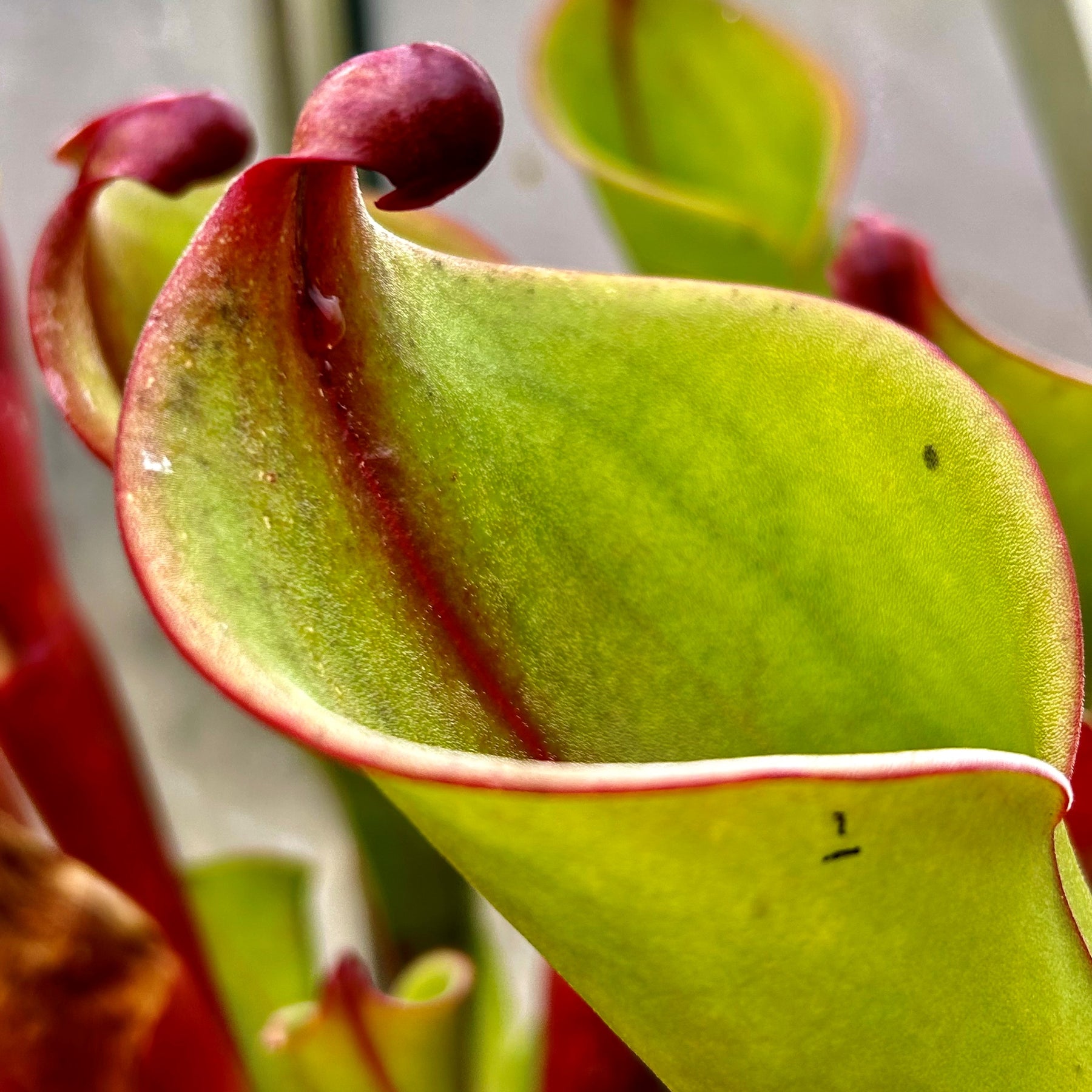 HELIAMPHORA – Hewitt-Cooper Carnivorous Plants