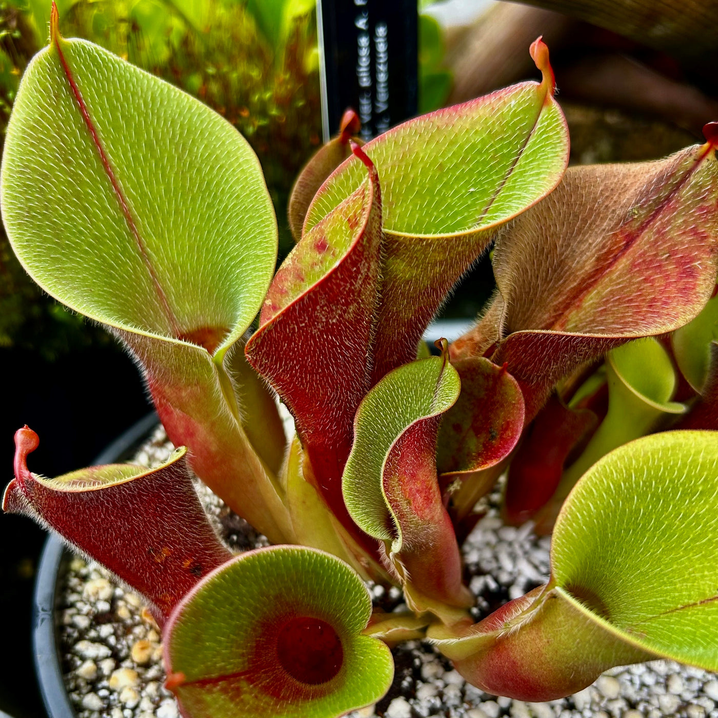 HELIAMPHORA – Hewitt-Cooper Carnivorous Plants