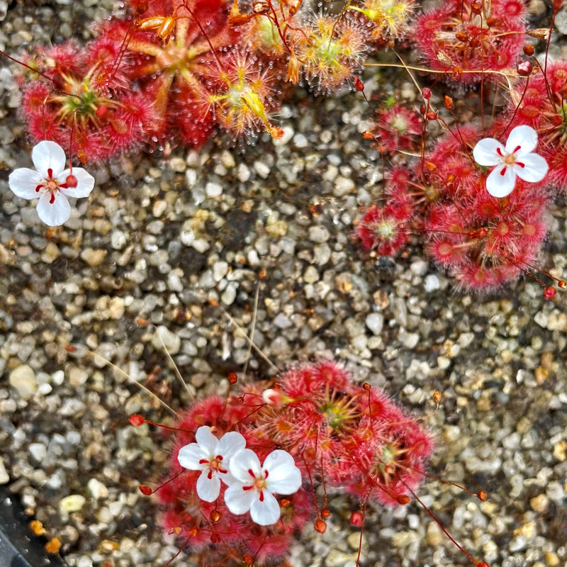 Drosera nitidula – Hewitt-Cooper Carnivorous Plants