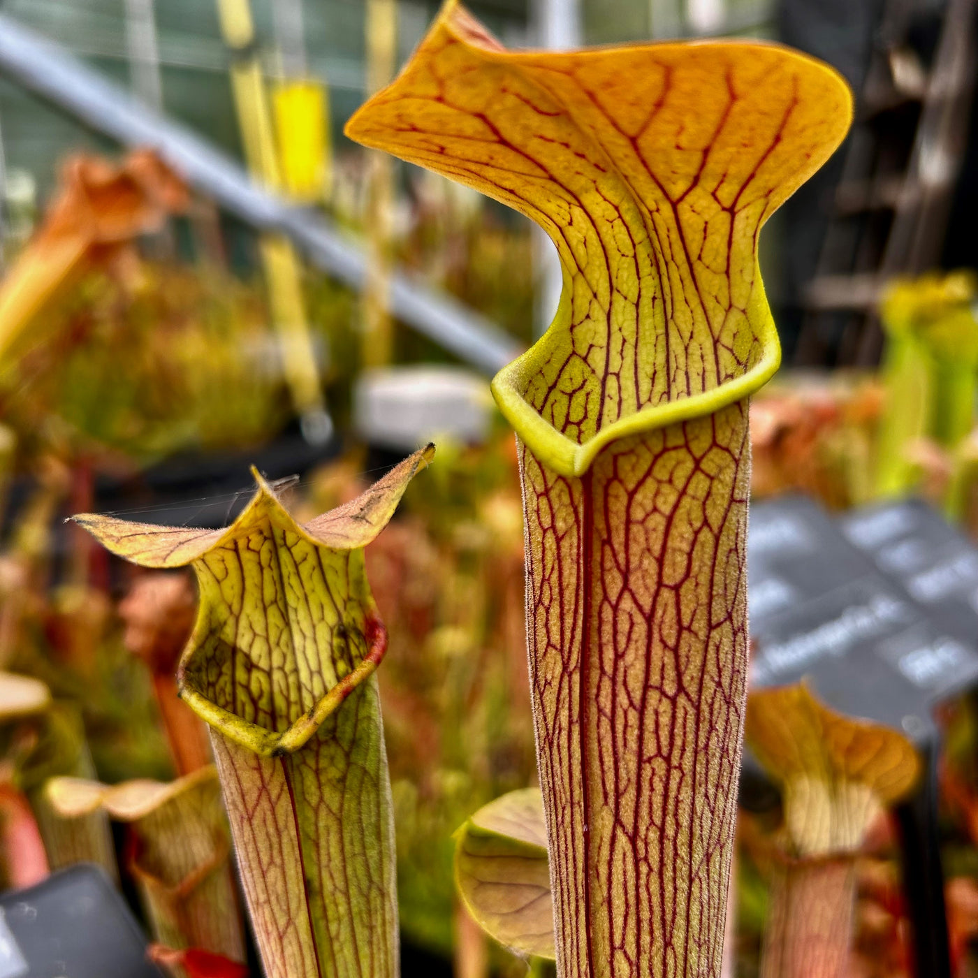 Sarracenia rubra subsp. wherryi – Chatom Giant, Chatom, Washington Co ...