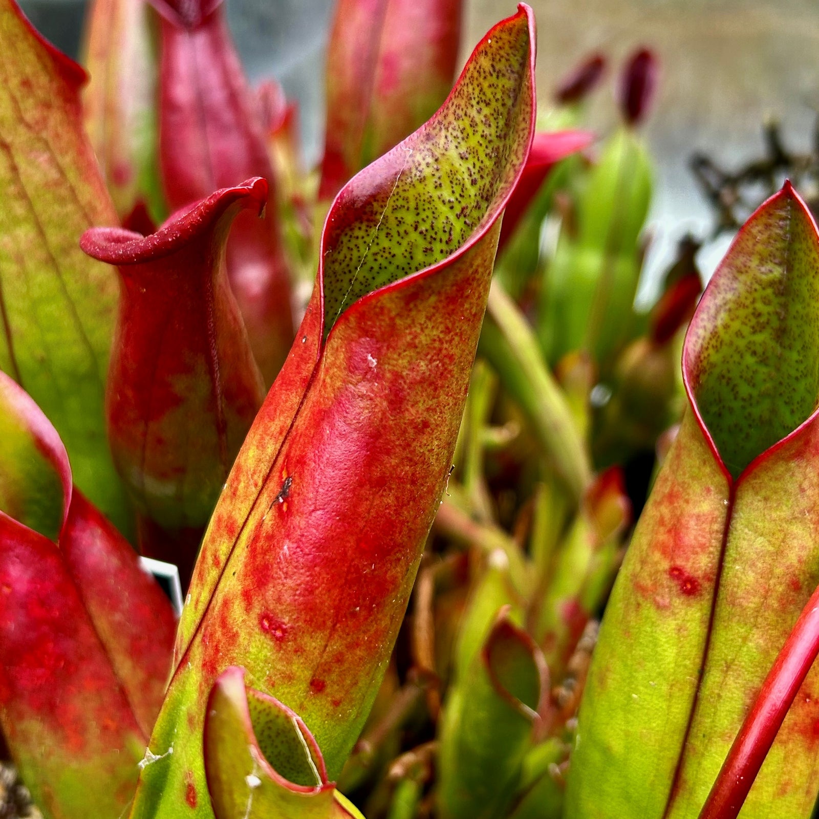 HELIAMPHORA – Hewitt-Cooper Carnivorous Plants