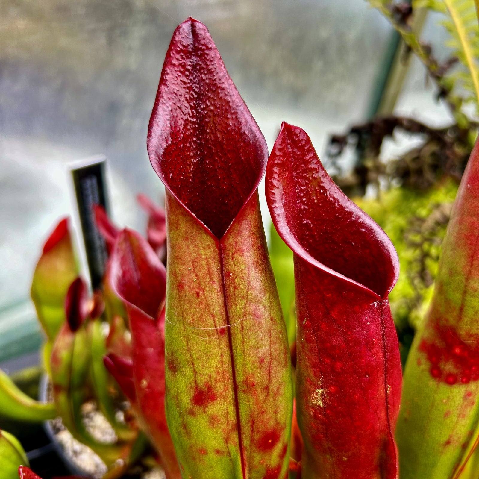 HELIAMPHORA – Hewitt-Cooper Carnivorous Plants