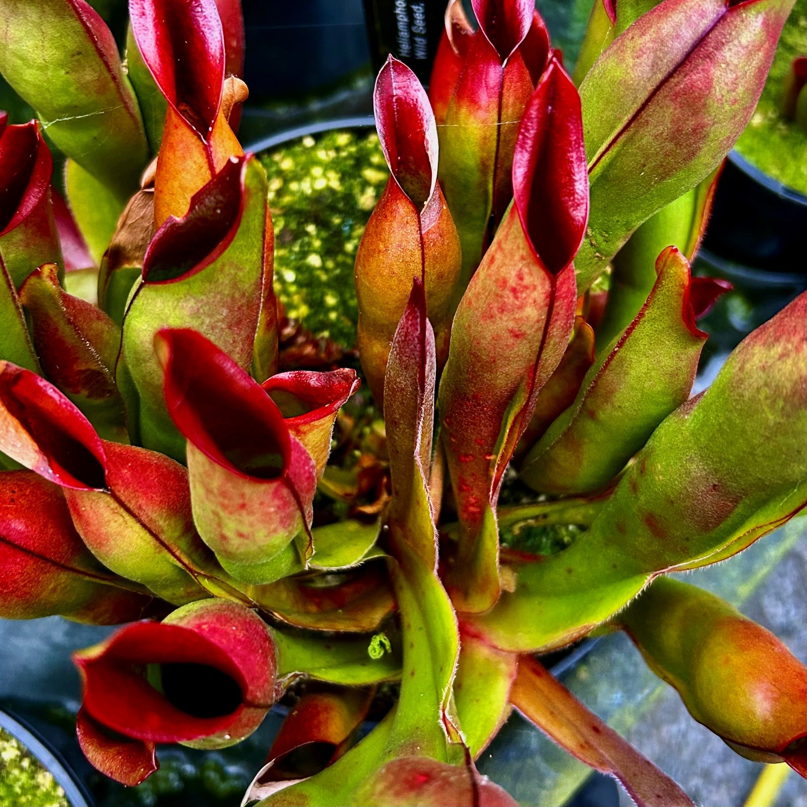 HELIAMPHORA – Hewitt-Cooper Carnivorous Plants
