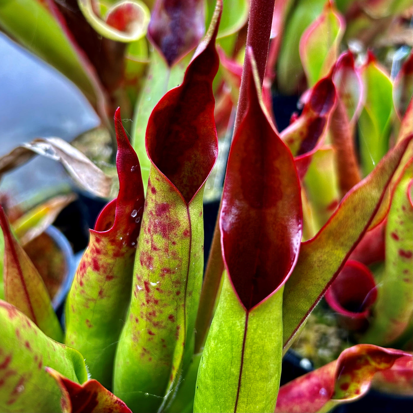 Heliamphora neblinae x sarracenioides HXX- 15 – Hewitt-Cooper ...