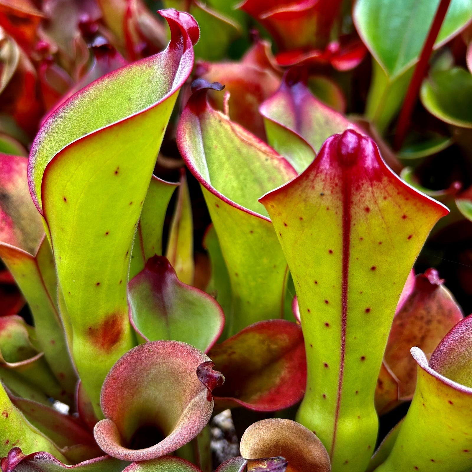 HELIAMPHORA – Hewitt-Cooper Carnivorous Plants
