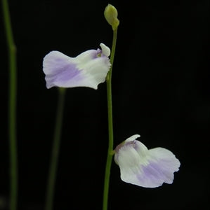 Utricularia livida - Central Africa & Mexico – Hewitt-Cooper ...