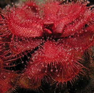 Drosera slackii - South Africa – Hewitt-Cooper Carnivorous Plants