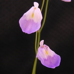 Utricularia livida - Central Africa & Mexico – Hewitt-Cooper ...