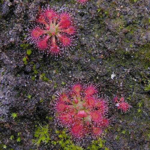 Drosera nitidula – Hewitt-Cooper Carnivorous Plants