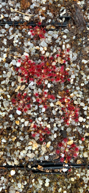 Drosera australis – Hewitt-Cooper Carnivorous Plants