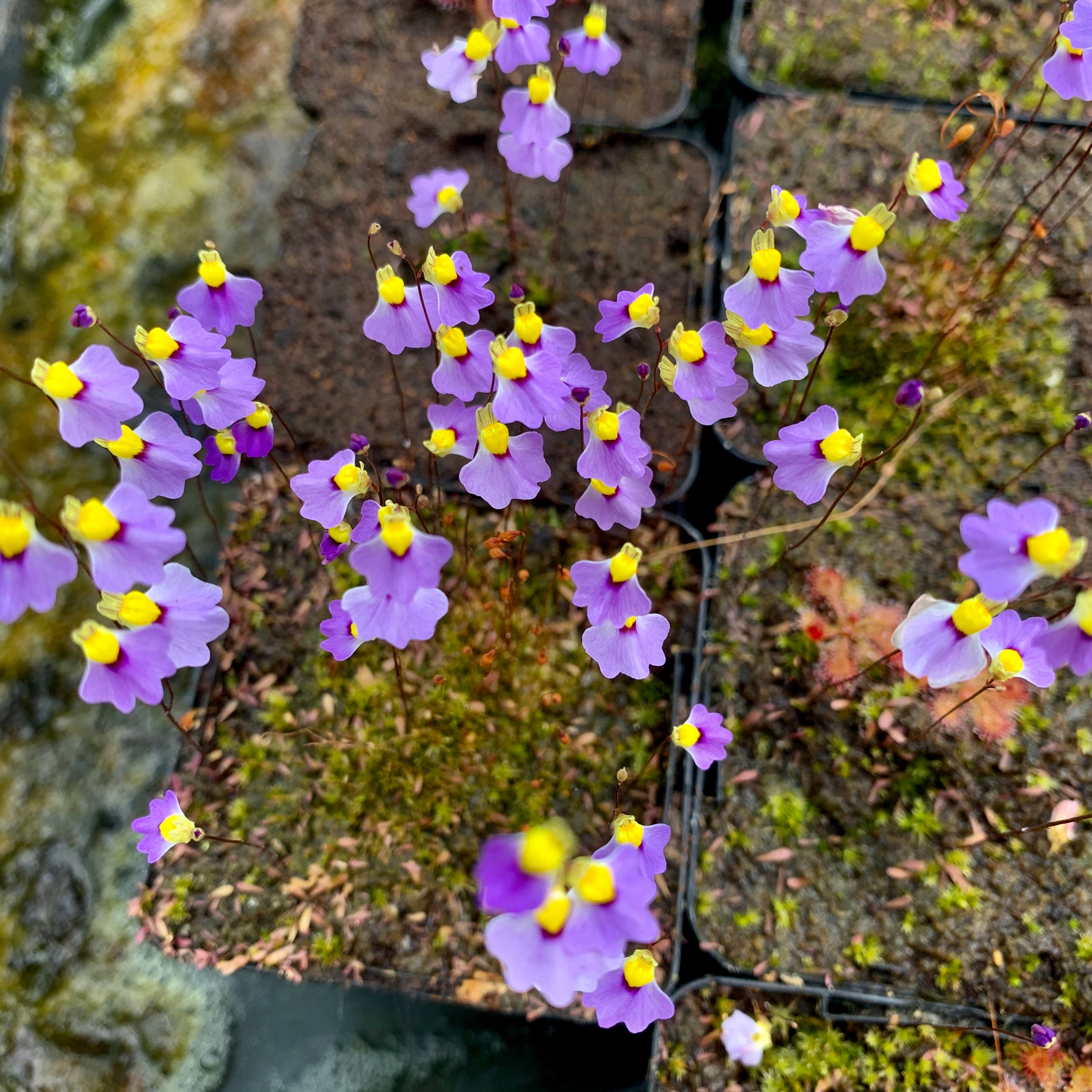 Utricularia Bisquamata