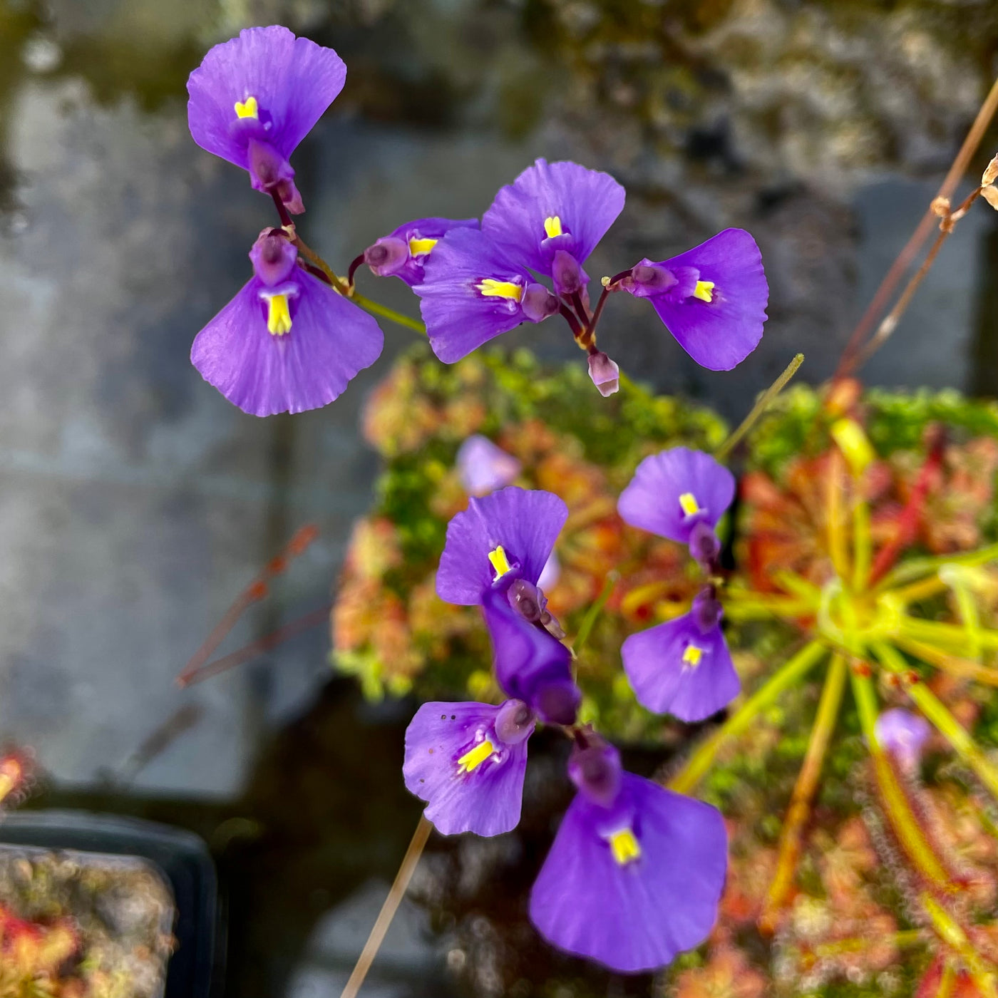 Utricularia dichotoma - Tasmania – Hewitt-Cooper Carnivorous Plants
