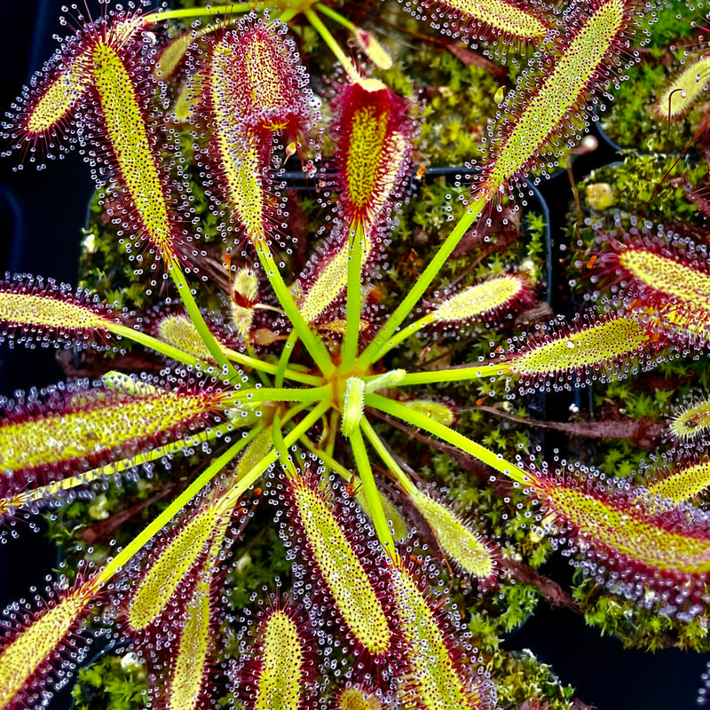 Drosera capensis aff. capensis - Mini Rosette, South Africa – Hewitt ...