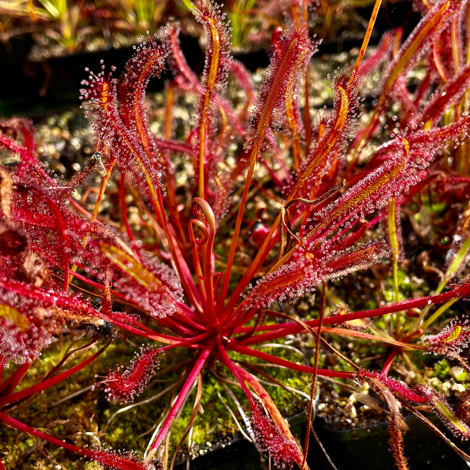 DROSERA - SUBTROPICAL SPECIES – Hewitt-Cooper Carnivorous Plants
