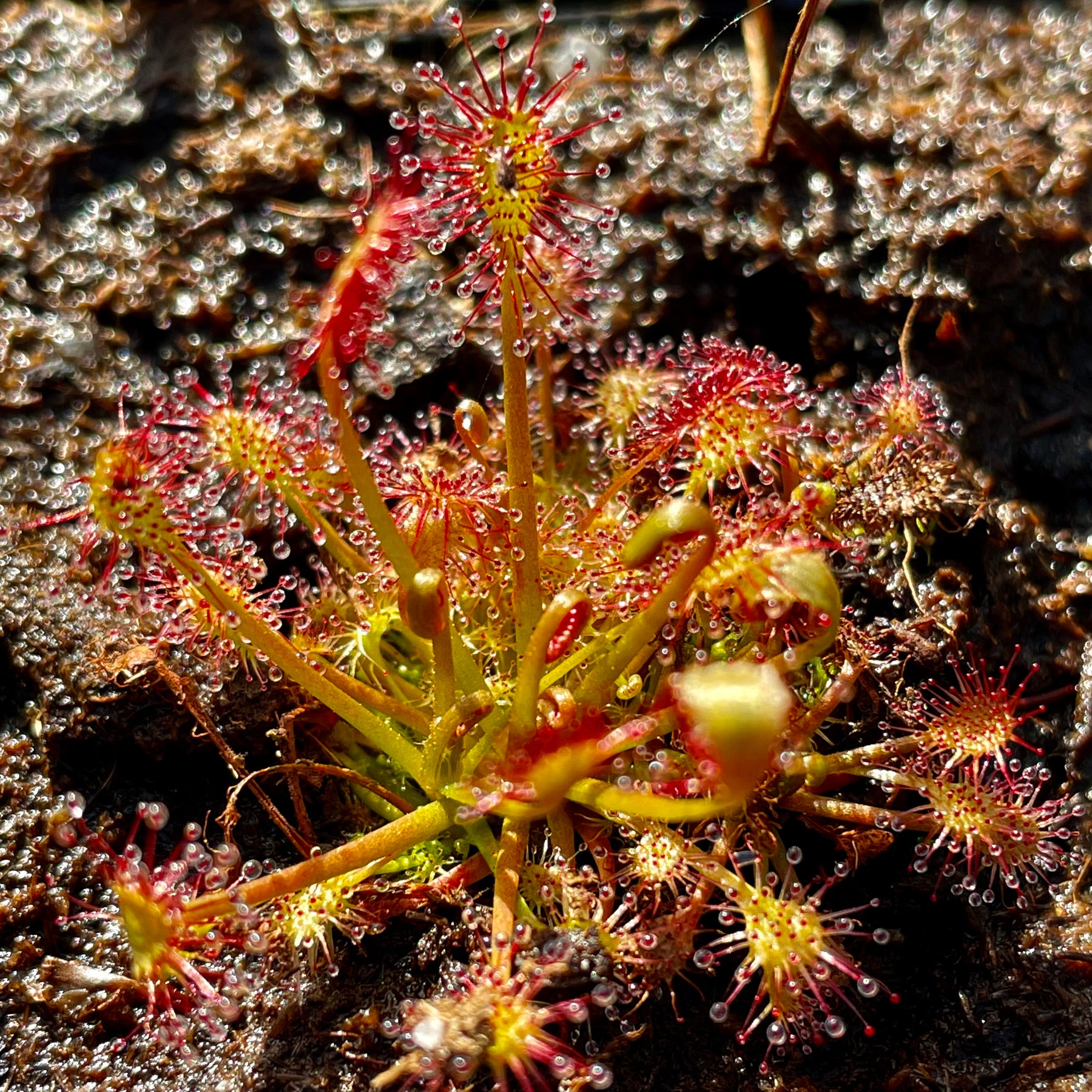 DROSERA - TEMPERATE SPECIES – Hewitt-Cooper Carnivorous Plants