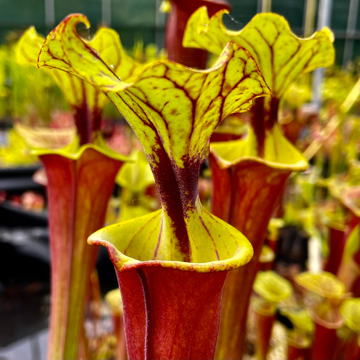 SARRACENIA FLAVA - THE YELLOW PITCHER – Hewitt-Cooper Carnivorous Plants